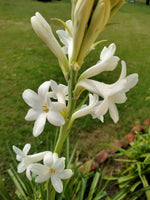 Wanaromah Essentials - Long Lasting Perfumes in India