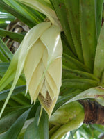 Wanaromah Essentials - Long Lasting Perfumes in India